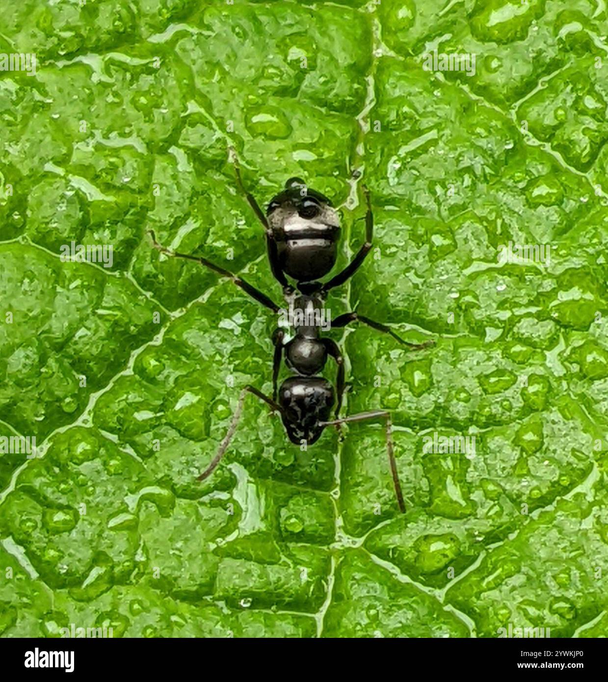 fusca-group Field Ants and Allies (Formica fusca Stock Photo - Alamy