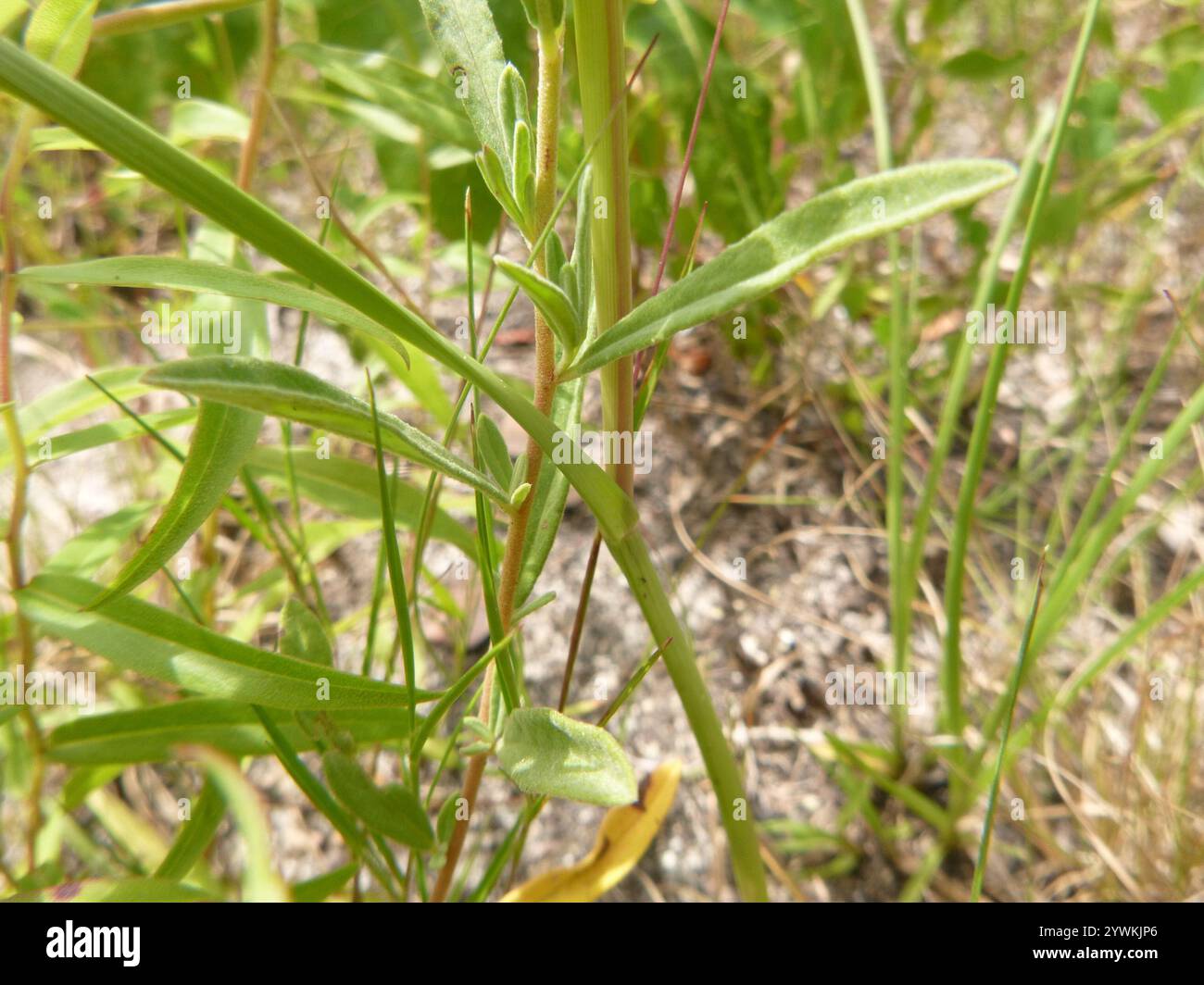 Bahia grass (Paspalum notatum Stock Photo - Alamy