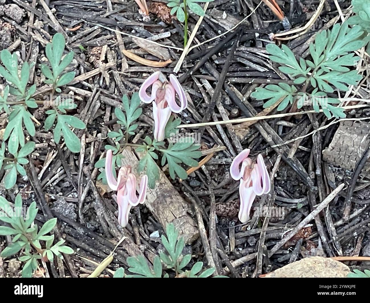 longhorn steer's-head (Dicentra uniflora Stock Photo - Alamy