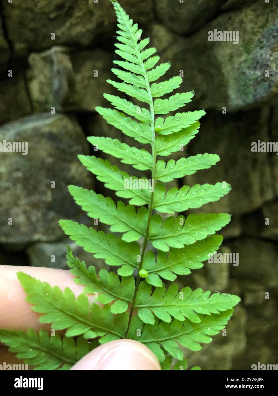 Cystopteris bulbifera hi-res stock photography and images - Alamy