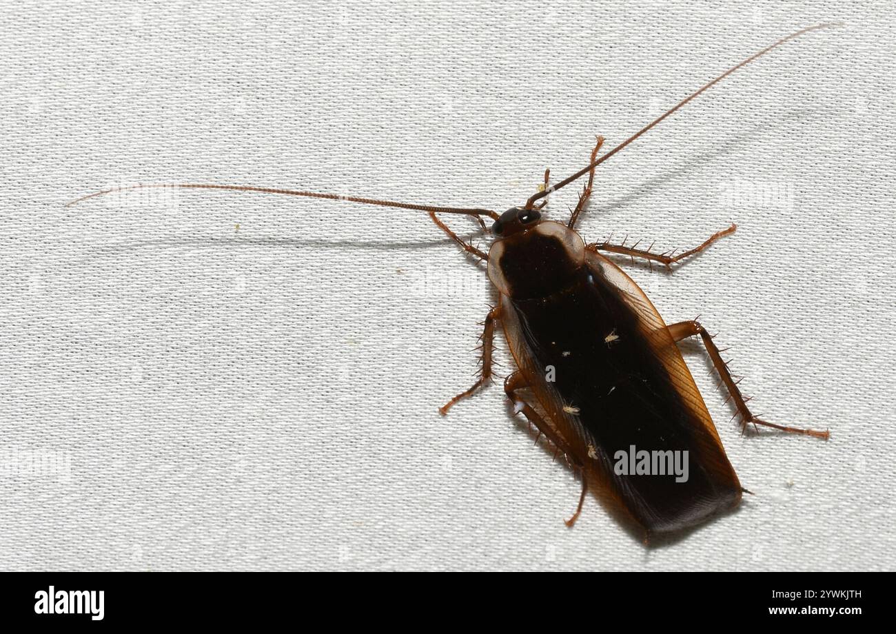 Pennsylvania Wood Cockroach (Parcoblatta pennsylvanica Stock Photo - Alamy