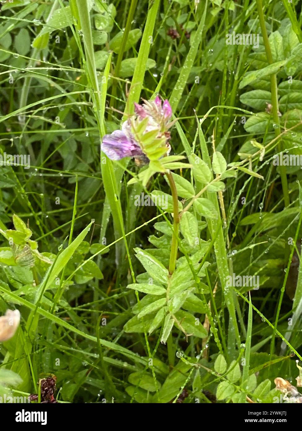 Bush Vetch (Vicia sepium Stock Photo - Alamy