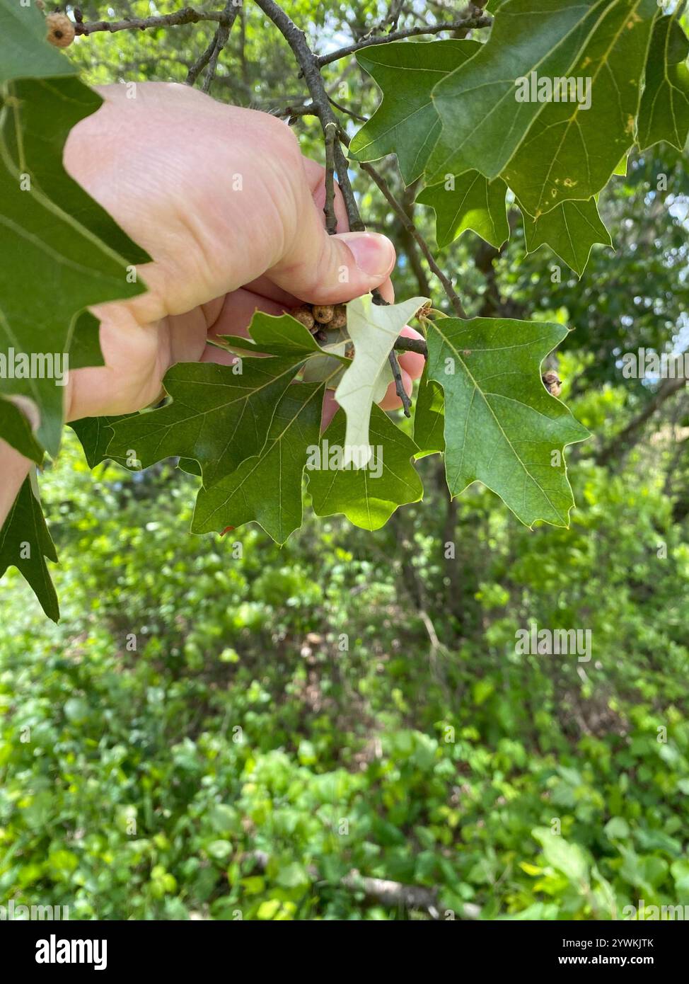 bear oak (Quercus ilicifolia Stock Photo - Alamy