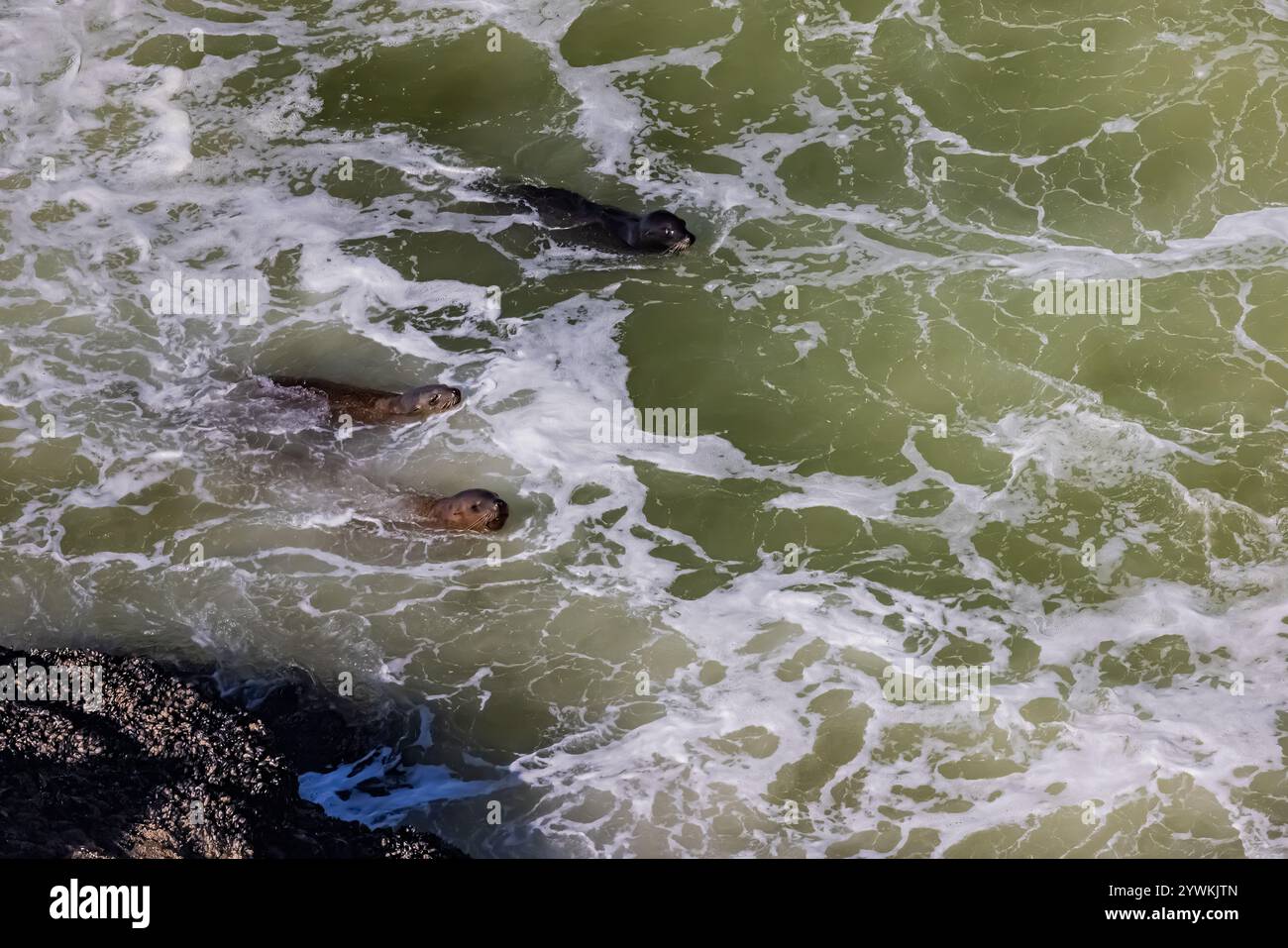 Steller Sea Lion, Eumetopias jubatus, in surf near the Sea Lion Caves ...