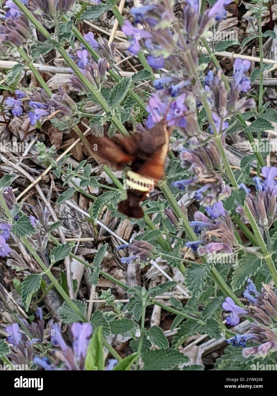 Nessus Sphinx (Amphion floridensis Stock Photo - Alamy