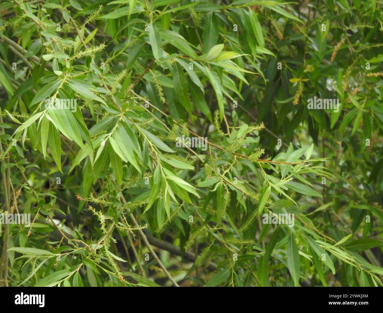 hybrid crack willow (Salix × fragilis Stock Photo - Alamy