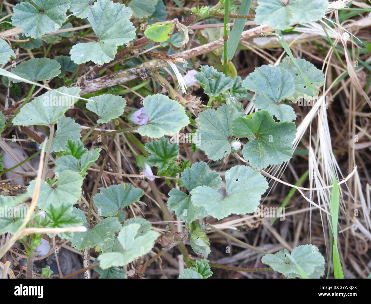 dwarf mallow (Malva neglecta Stock Photo - Alamy