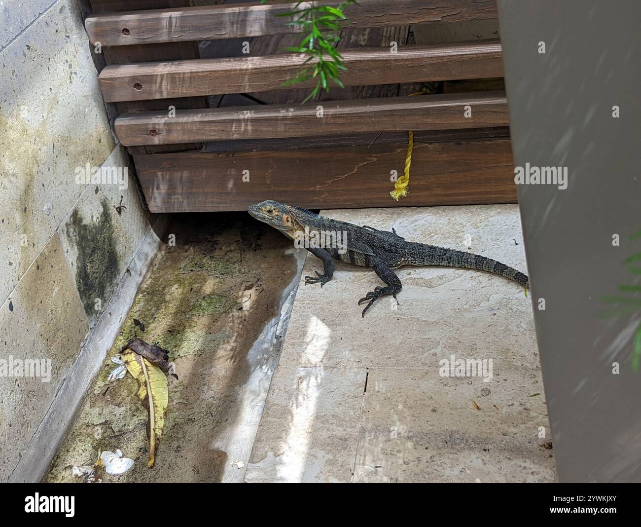 Black Spiny-tailed Iguana (Ctenosaura similis Stock Photo - Alamy