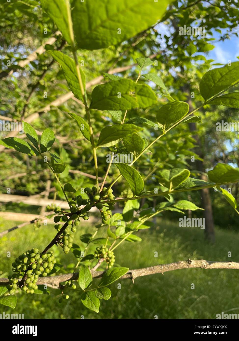 common prickly ash (Zanthoxylum americanum Stock Photo - Alamy