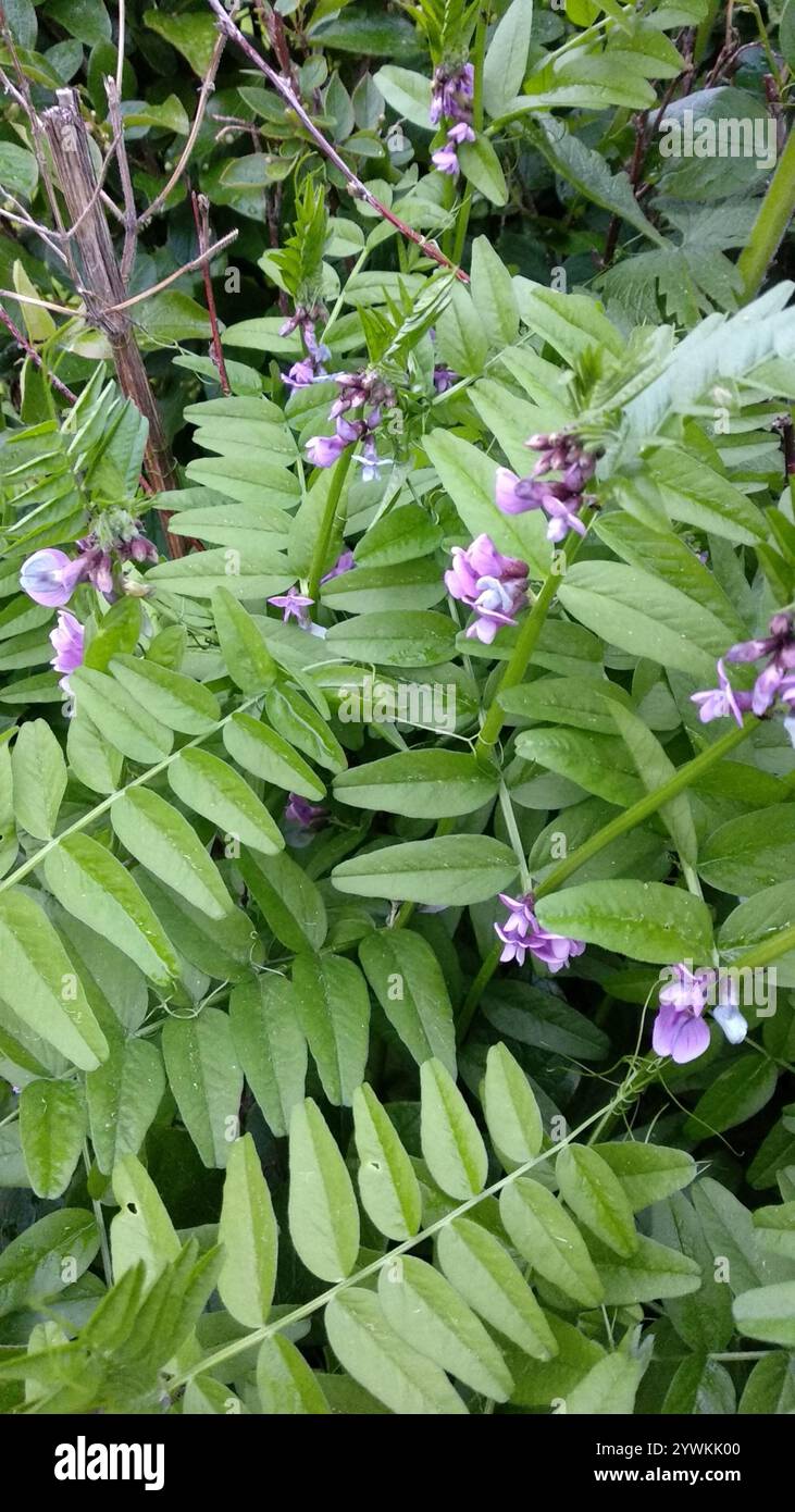 Bush Vetch (Vicia sepium Stock Photo - Alamy