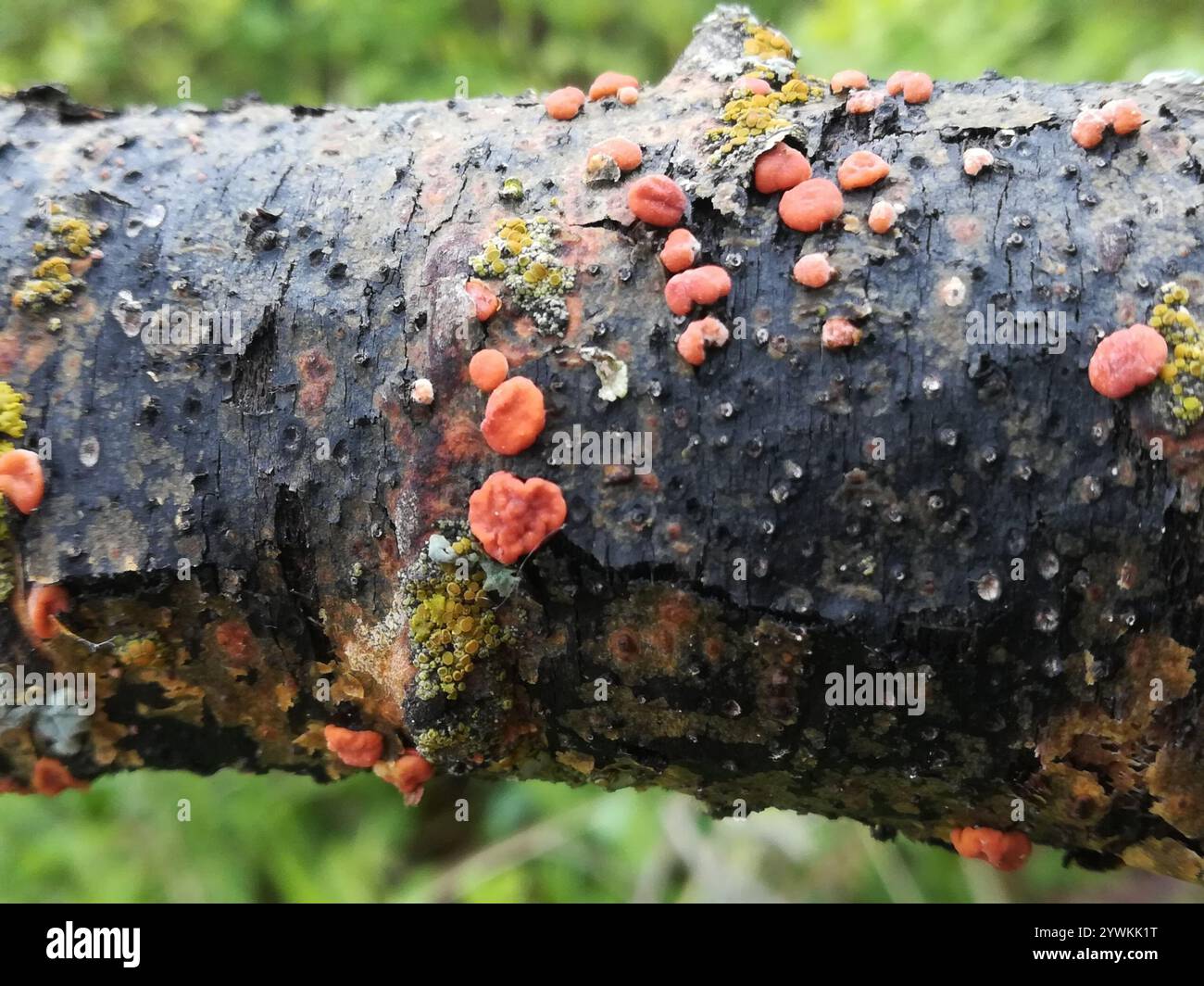 Red Tree Brain Fungus (Peniophora rufa Stock Photo - Alamy