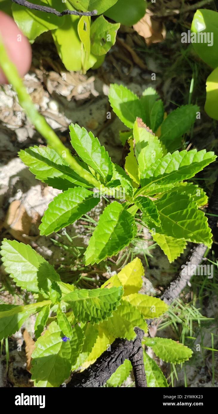 Blue Porterweed (Stachytarpheta jamaicensis Stock Photo - Alamy