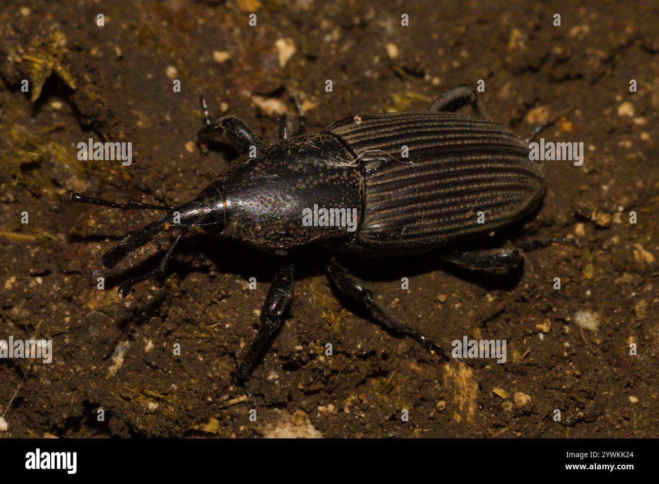 Billbug Weevils (Sphenophorus Stock Photo - Alamy