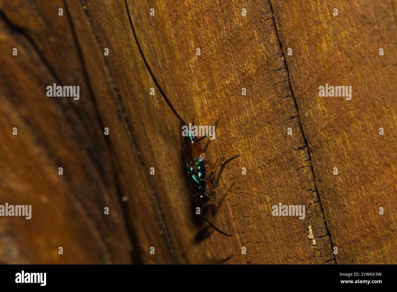 Ants, Bees, and Stinging Wasps (Aculeata Stock Photo - Alamy