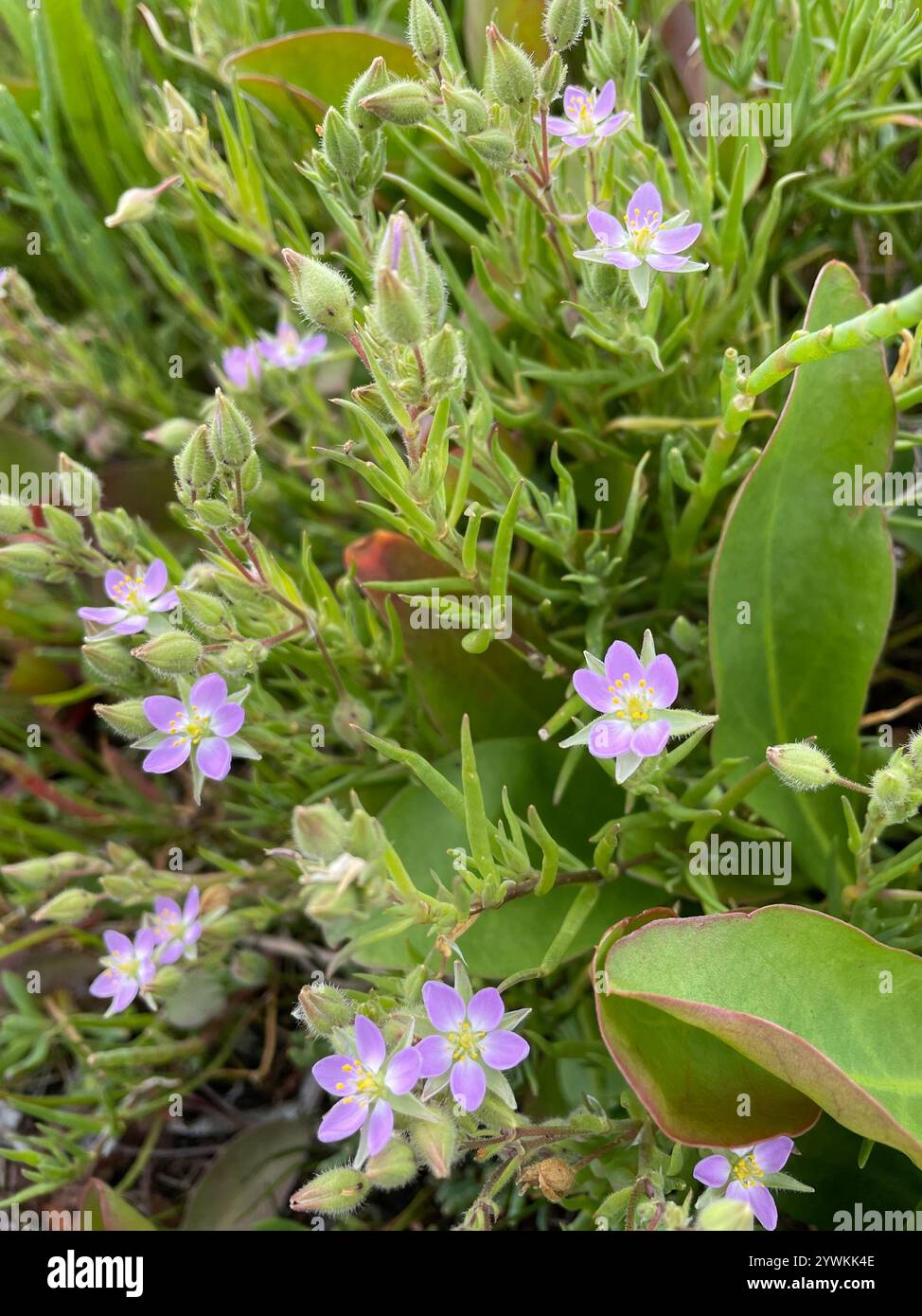 Sticky Sand-Spurrey (Spergularia macrotheca Stock Photo - Alamy