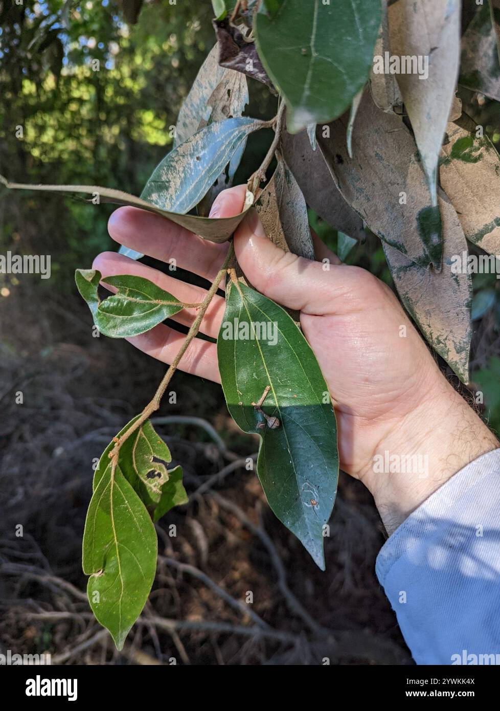 (Cryptocarya triplinervis pubens Stock Photo - Alamy
