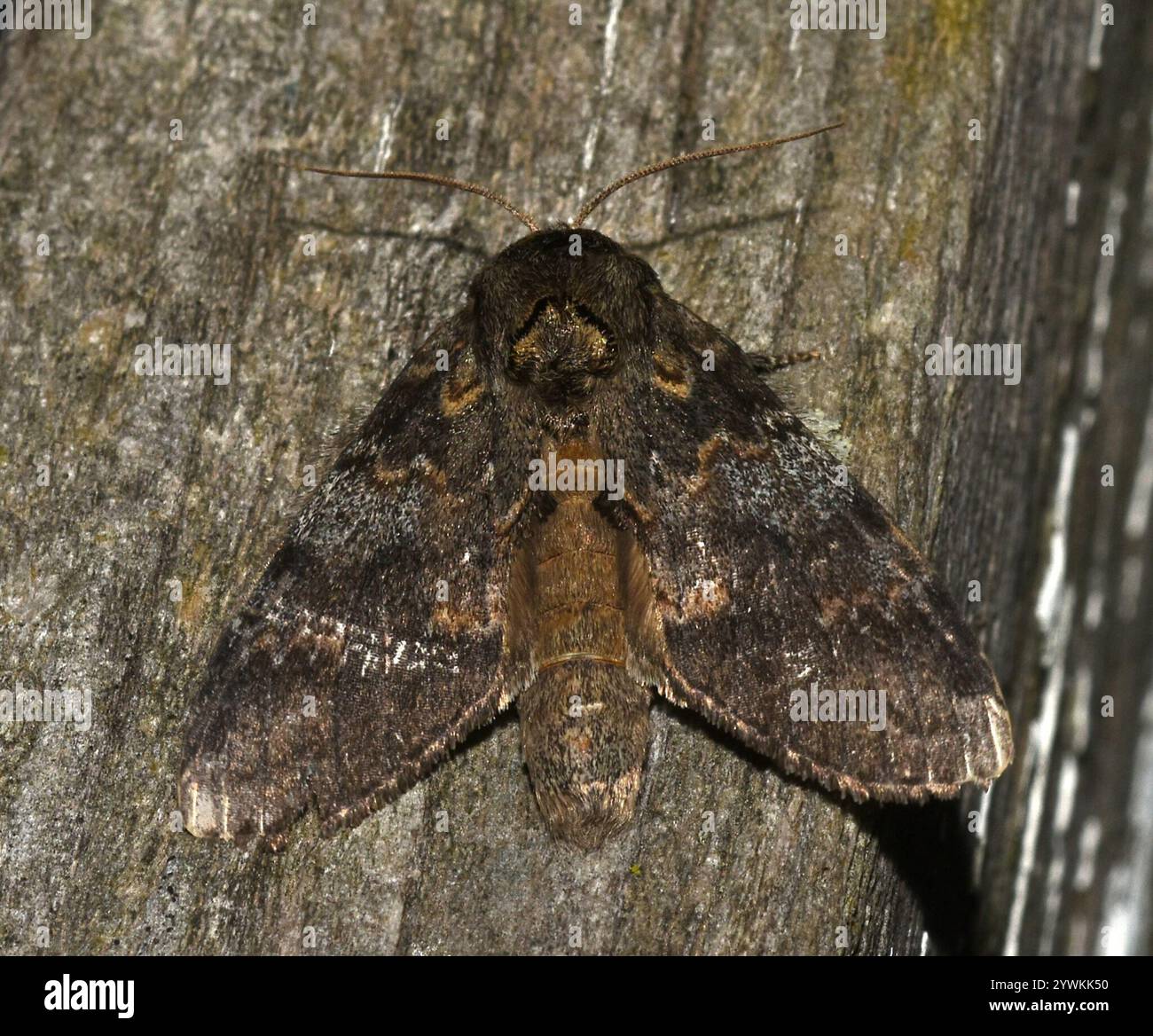 Angulose Prominent (Peridea angulosa Stock Photo - Alamy