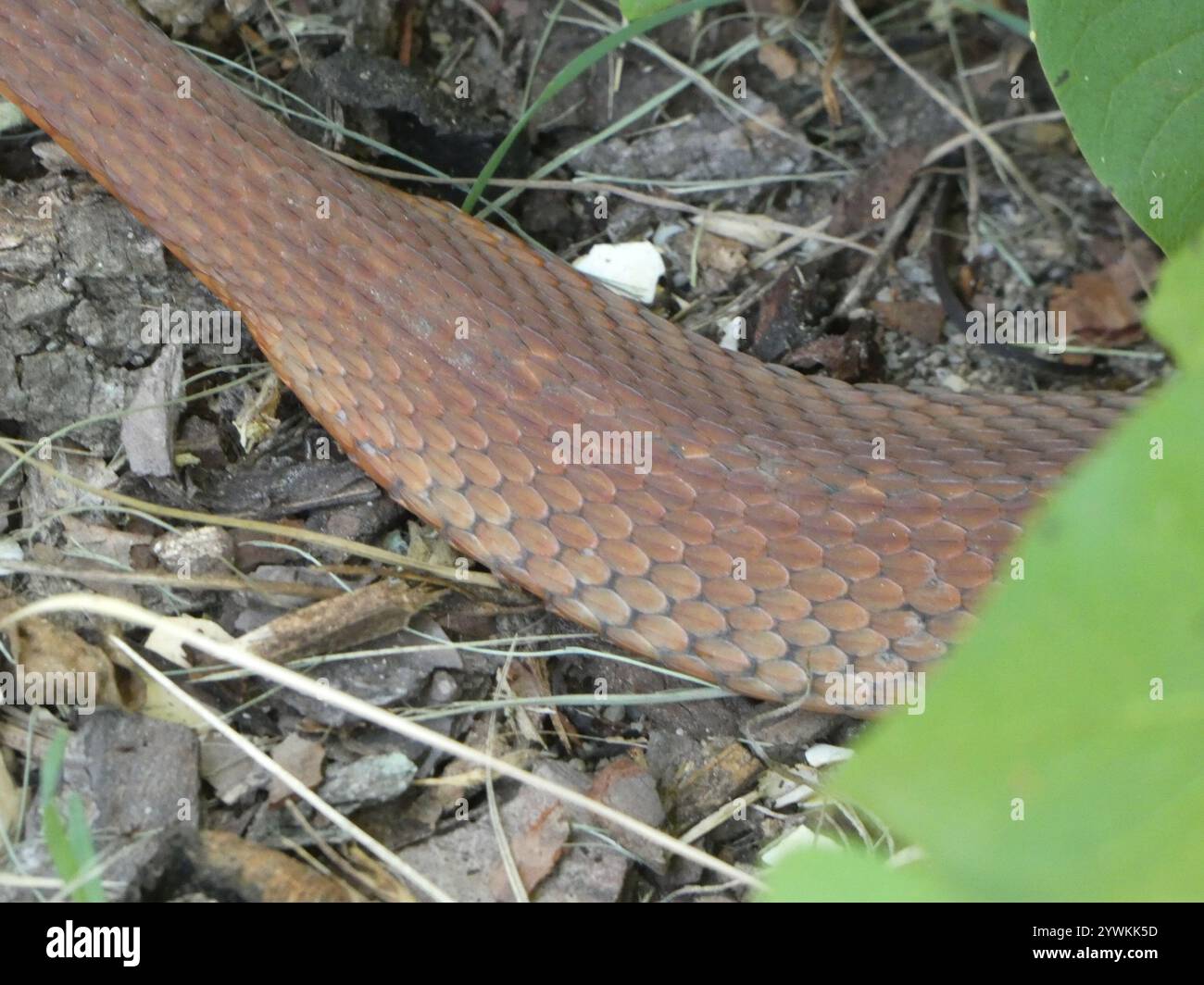 Plain-bellied Watersnake (Nerodia erythrogaster Stock Photo - Alamy