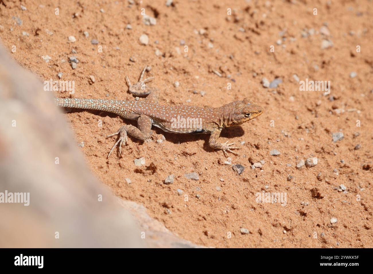Common Side-blotched Lizard (Uta stansburiana Stock Photo - Alamy