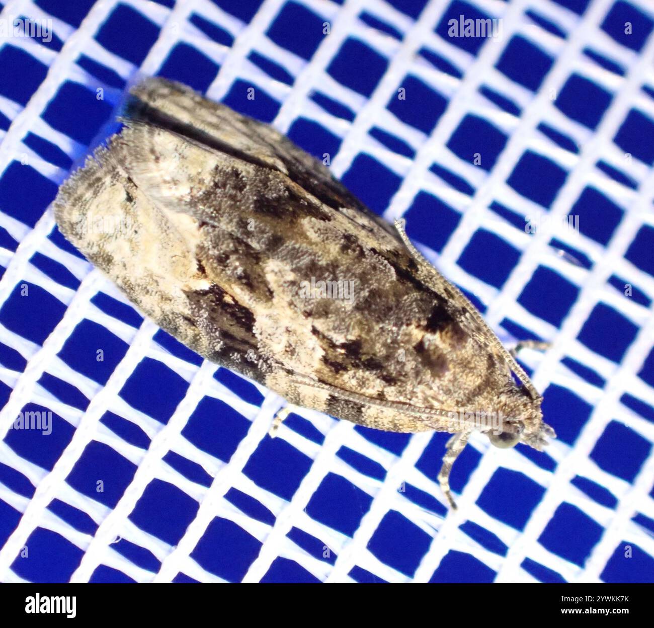 Willow Marble (Apotomis lineana Stock Photo - Alamy