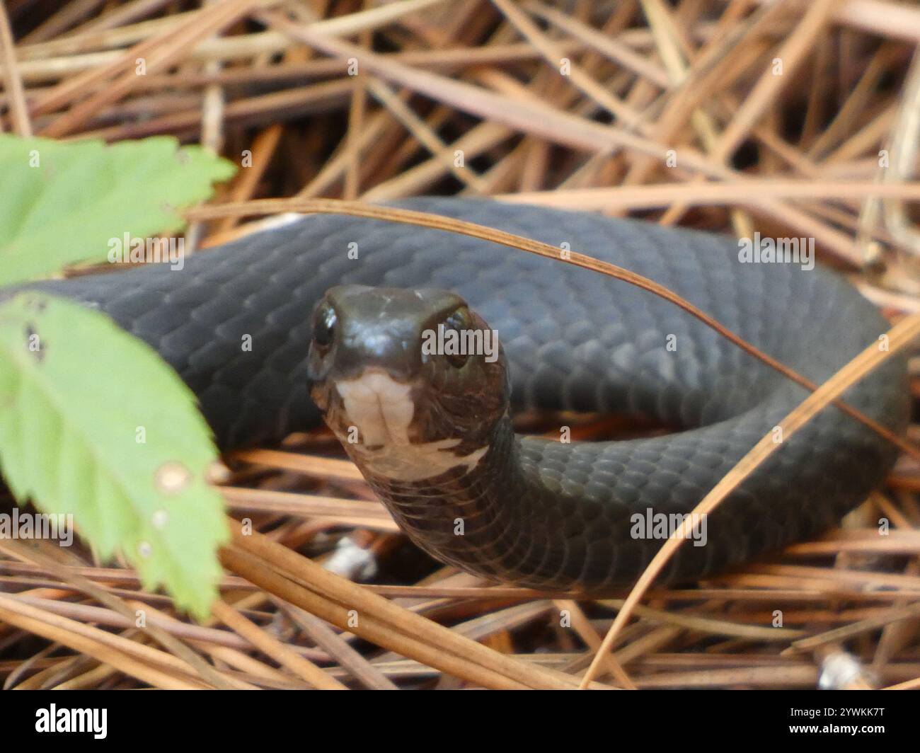 North American Racer (Coluber constrictor Stock Photo - Alamy