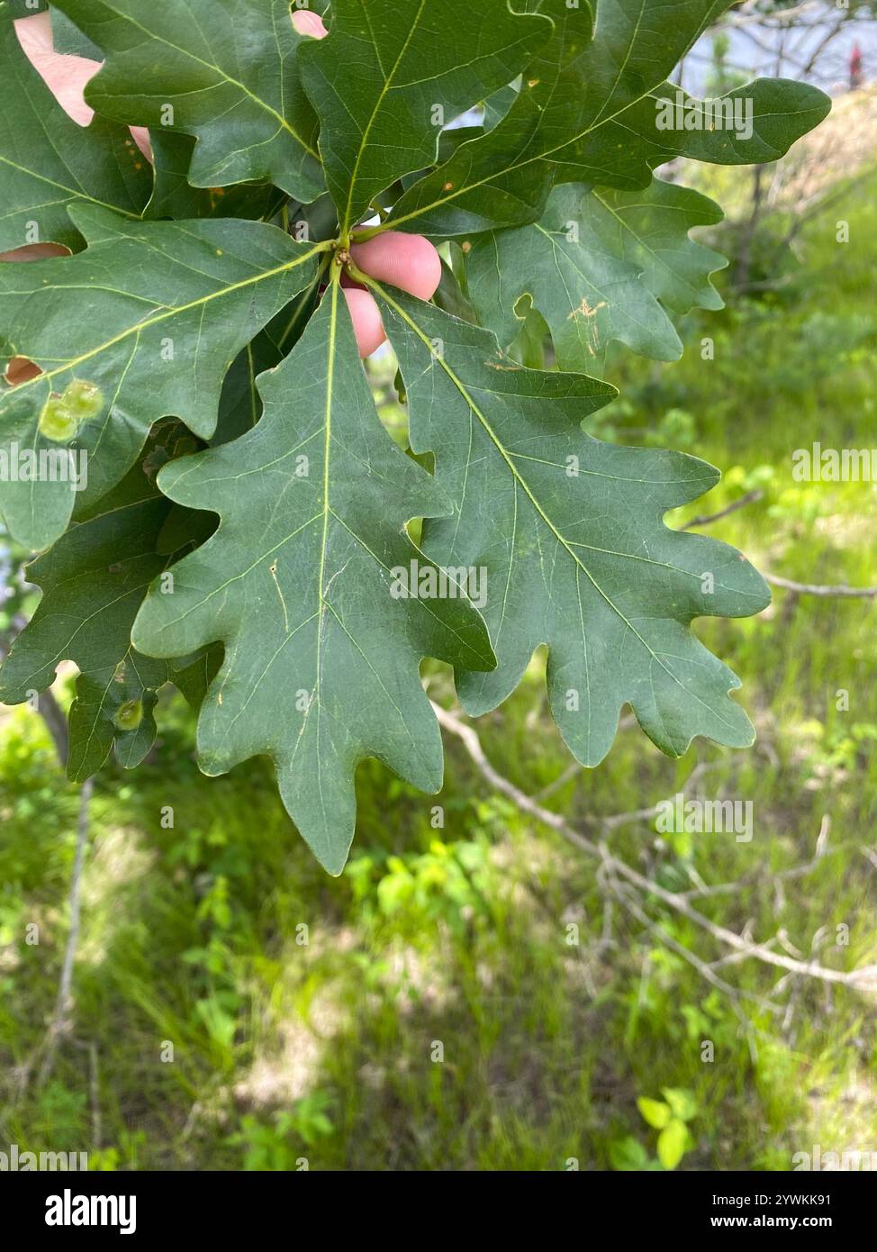 white oak (Quercus alba Stock Photo - Alamy