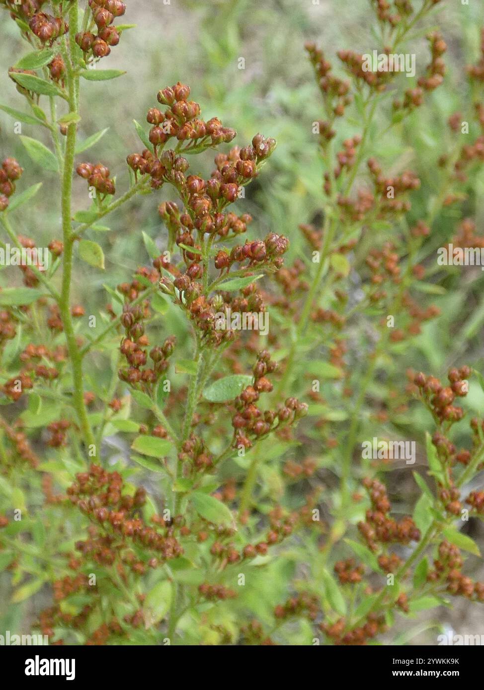Hairy Pinweed (Lechea mucronata Stock Photo - Alamy