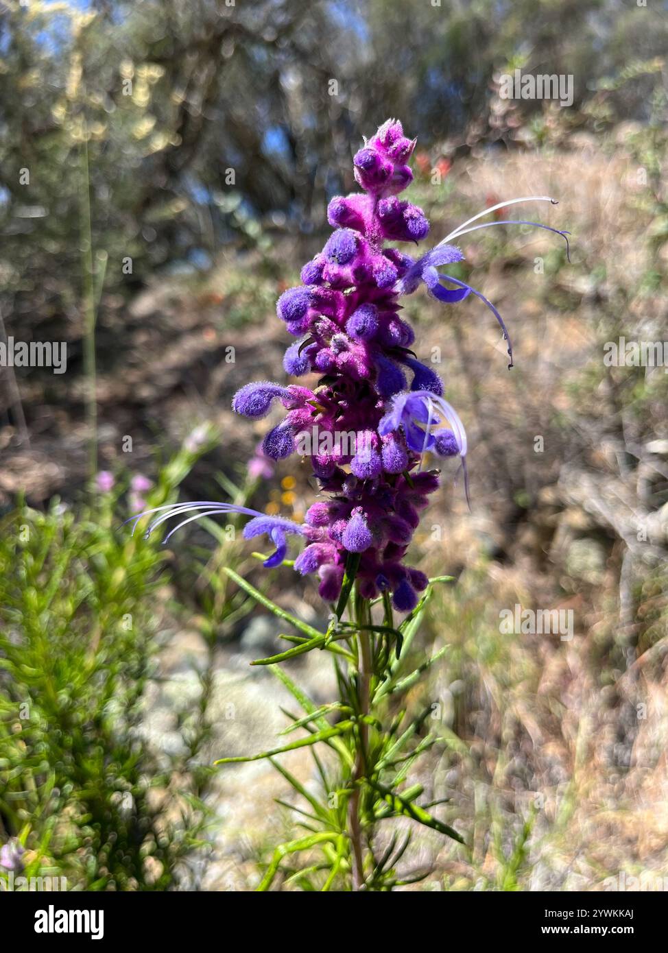 woolly bluecurls (Trichostema lanatum Stock Photo - Alamy