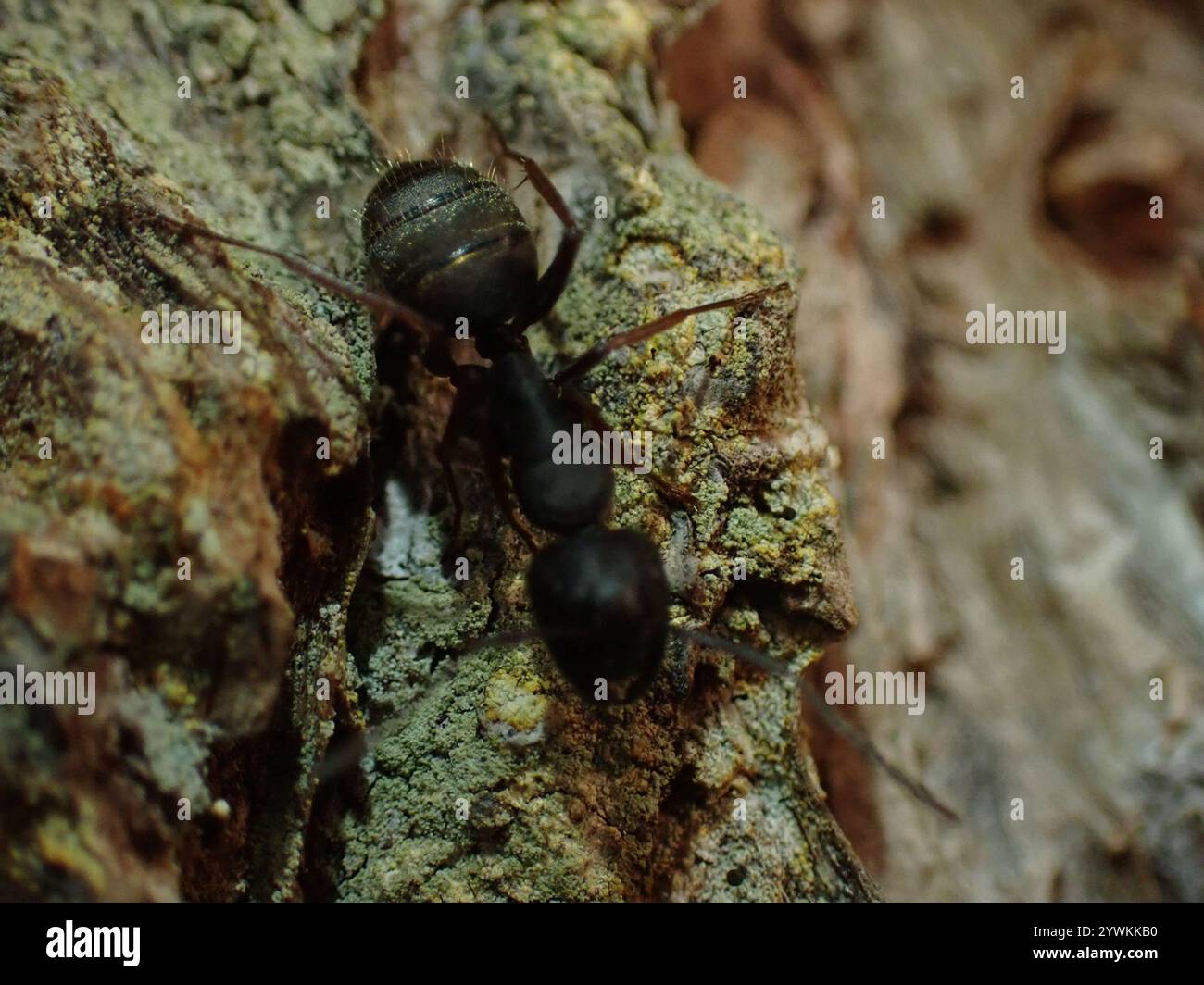 Western Black Carpenter Ant (Camponotus modoc Stock Photo - Alamy