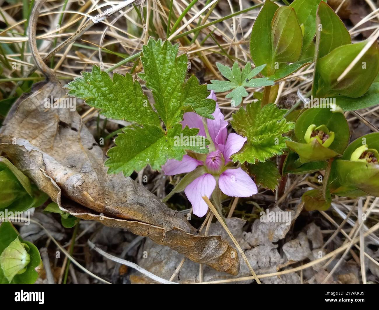Arctic raspberry (Rubus arcticus Stock Photo - Alamy