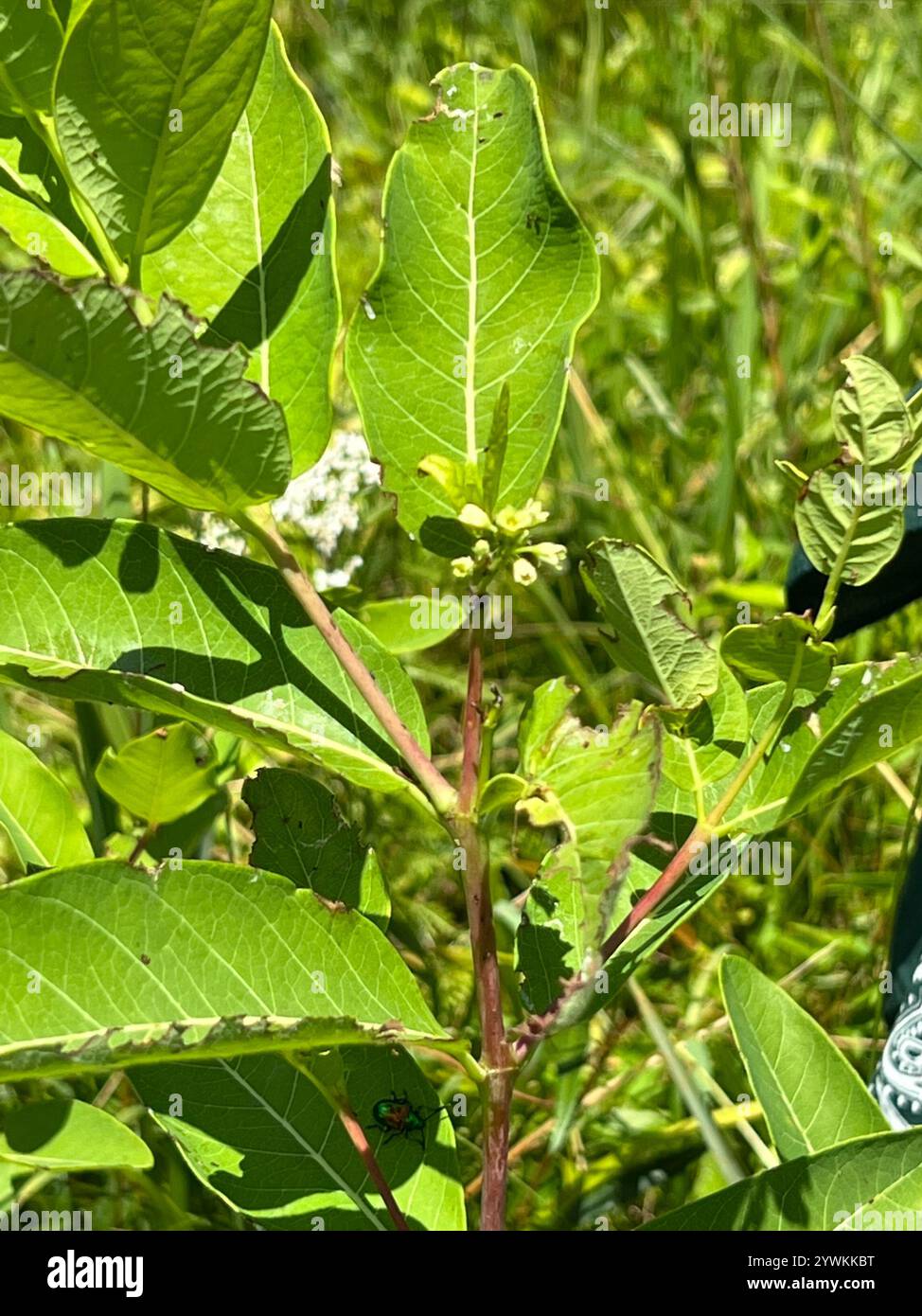 hemp dogbane (Apocynum cannabinum Stock Photo - Alamy