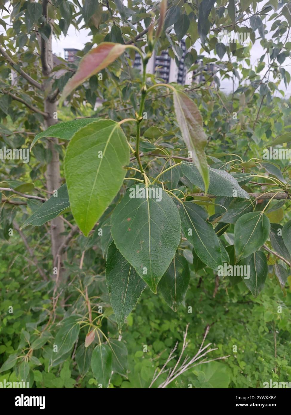 balsam poplar (Populus balsamifera Stock Photo - Alamy