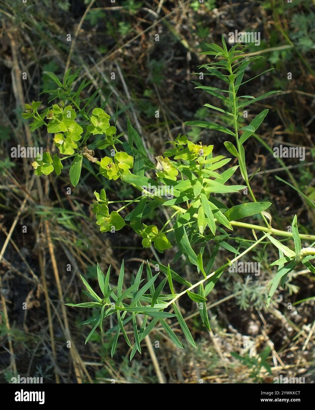 Slender Leafy Spurge (Euphorbia virgata Stock Photo - Alamy