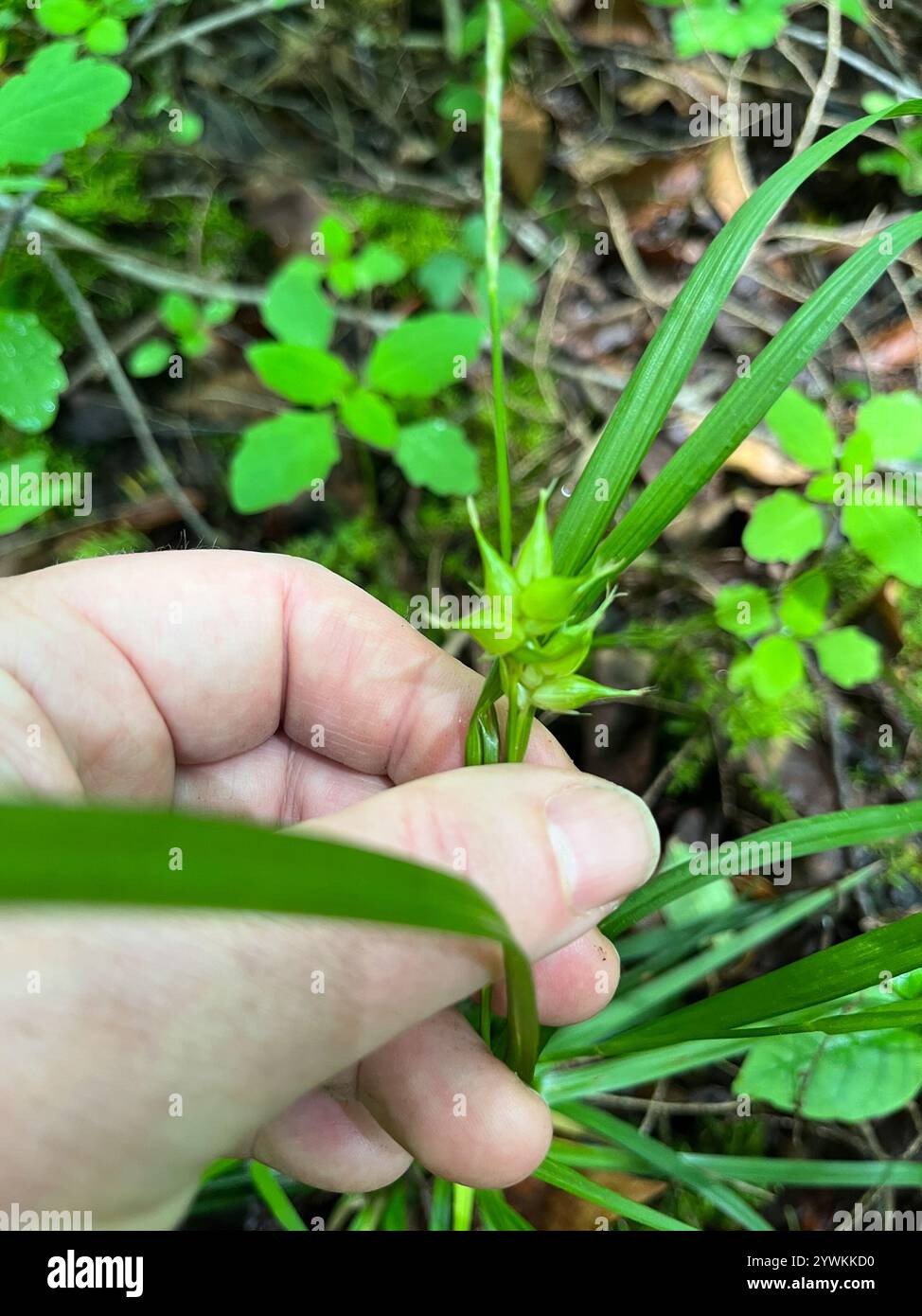 bladder sedge (Carex intumescens Stock Photo - Alamy