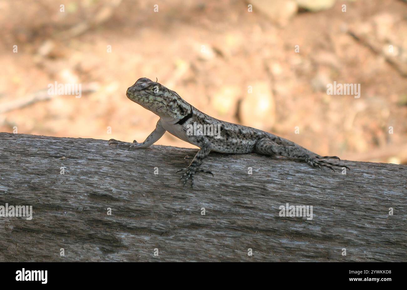 Chaco spiny lizard hi-res stock photography and images - Alamy