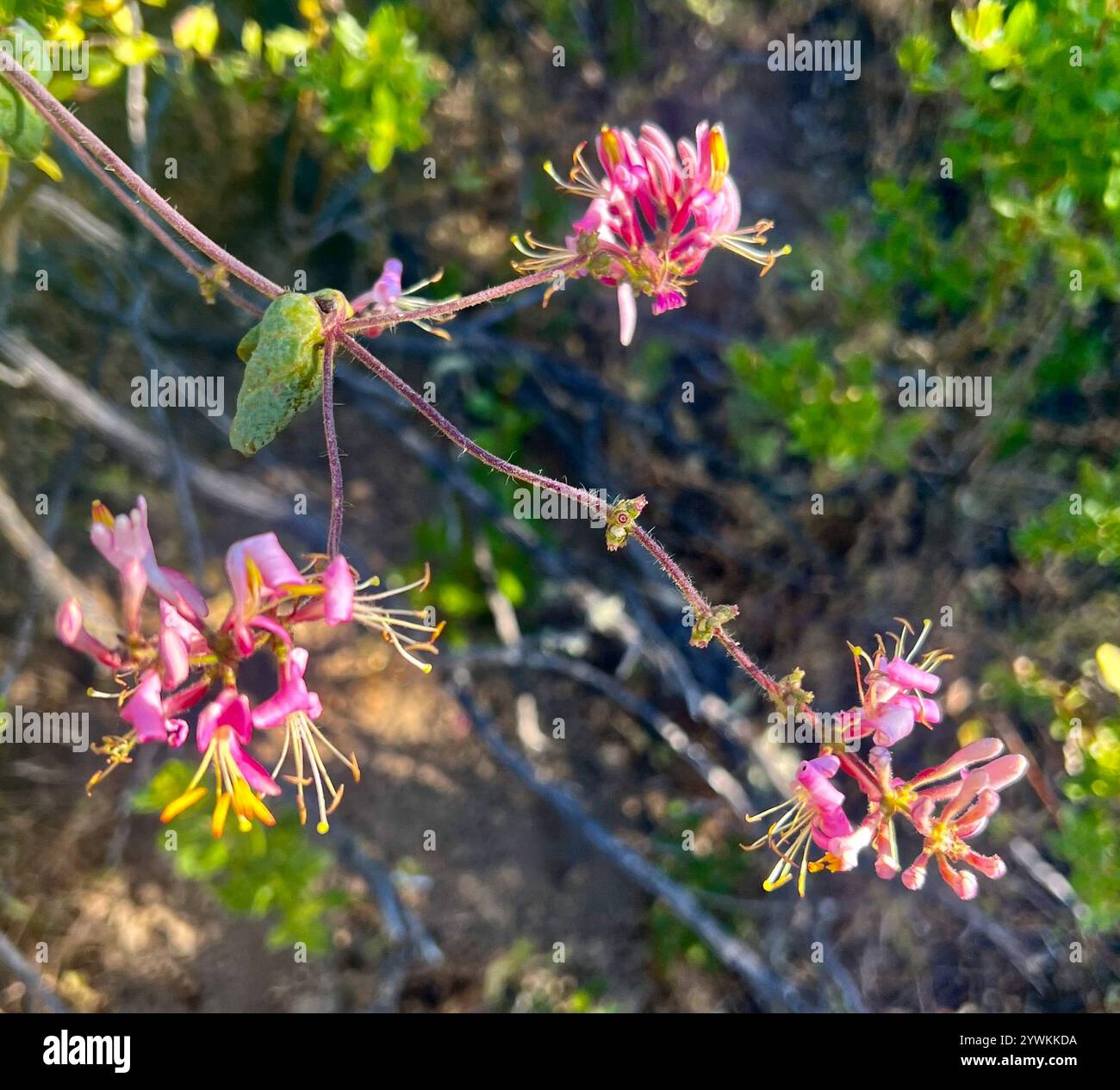 Pink Honeysuckle (Lonicera hispidula Stock Photo - Alamy