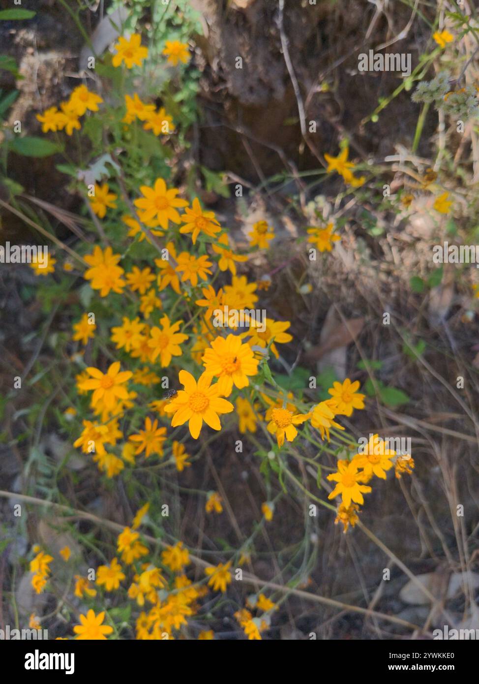 common woolly sunflower (Eriophyllum lanatum Stock Photo - Alamy