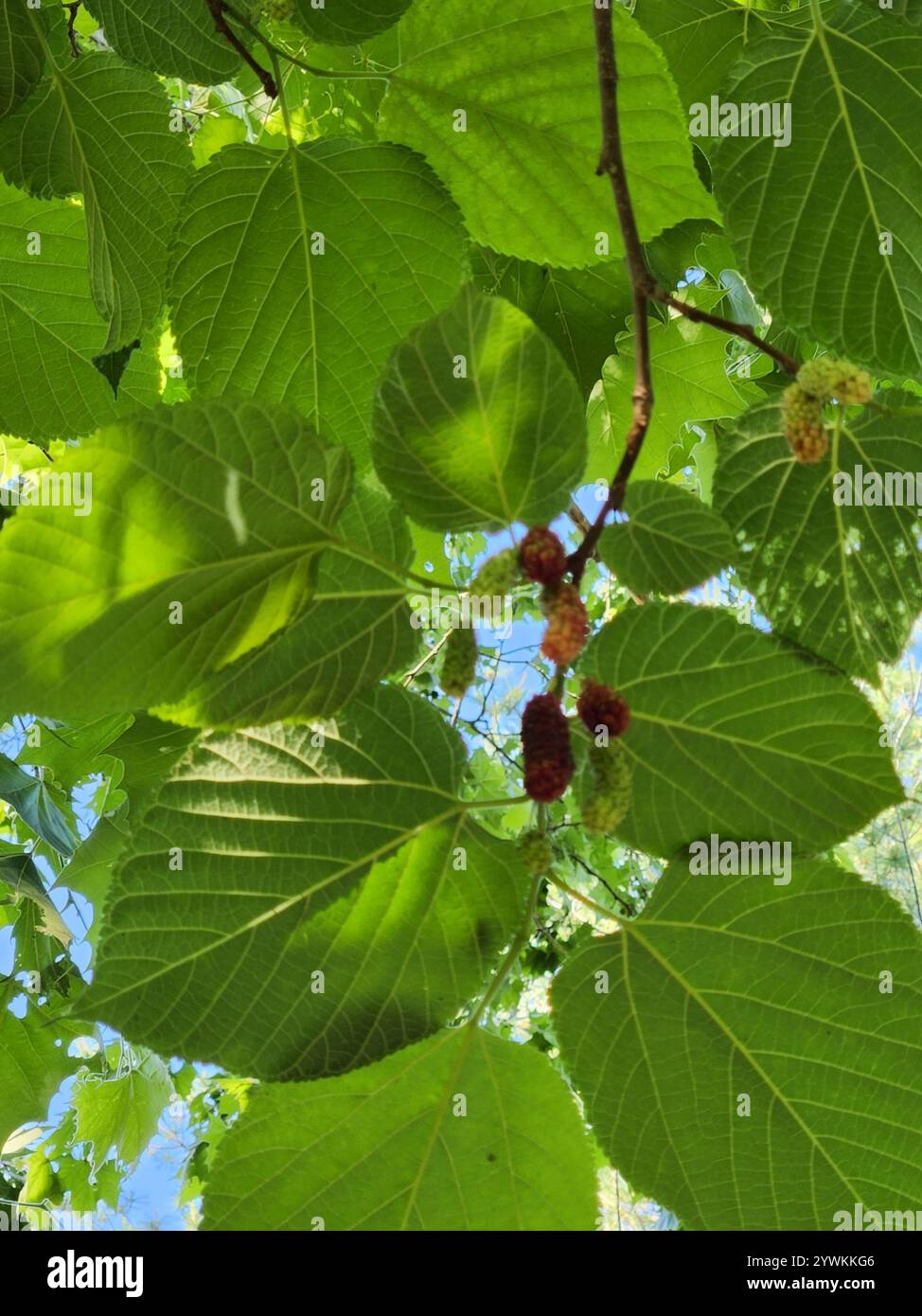 red mulberry (Morus rubra Stock Photo - Alamy