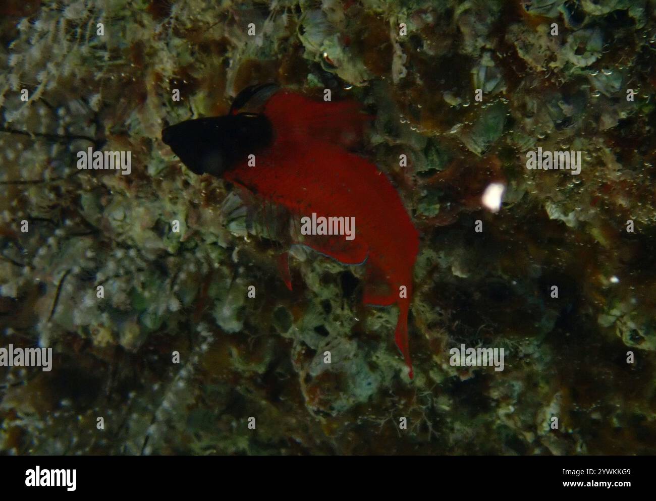 Red-black Triplefin (Tripterygion tripteronotum Stock Photo - Alamy