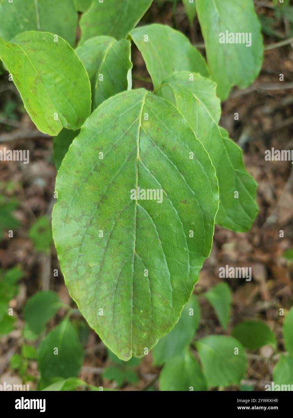 Styrax grandifolius hi-res stock photography and images - Alamy