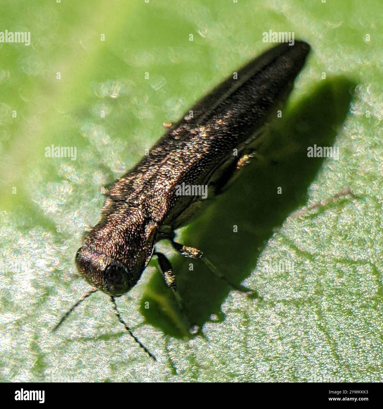 Rose Stem Girdler (Agrilus cuprescens Stock Photo - Alamy