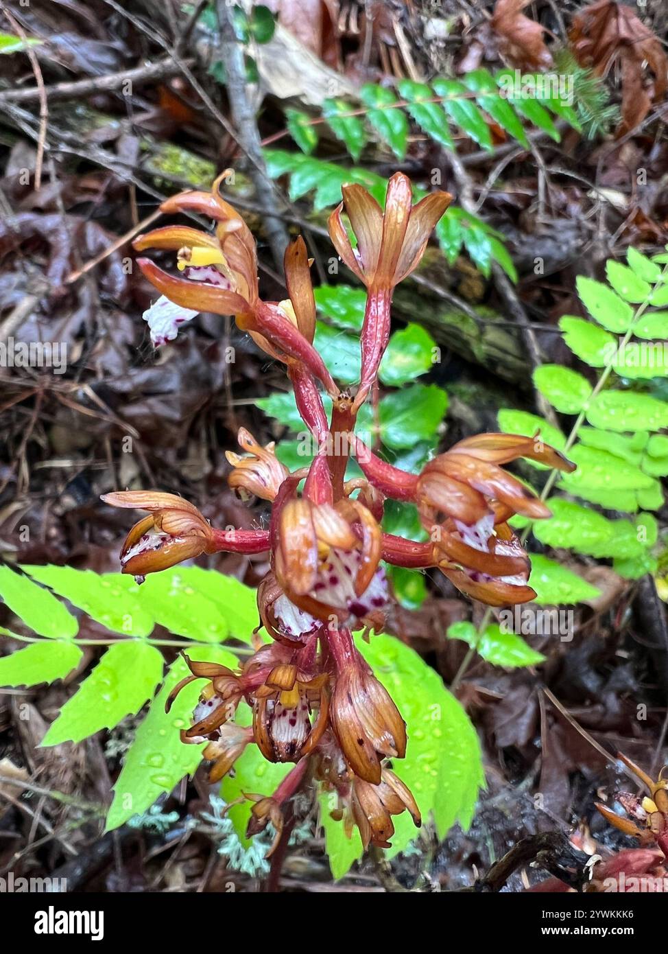 Eastern spotted coralroot (Corallorhiza maculata maculata Stock Photo ...