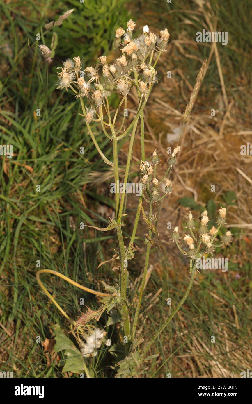Beaked Hawksbeard (Crepis vesicaria Stock Photo - Alamy
