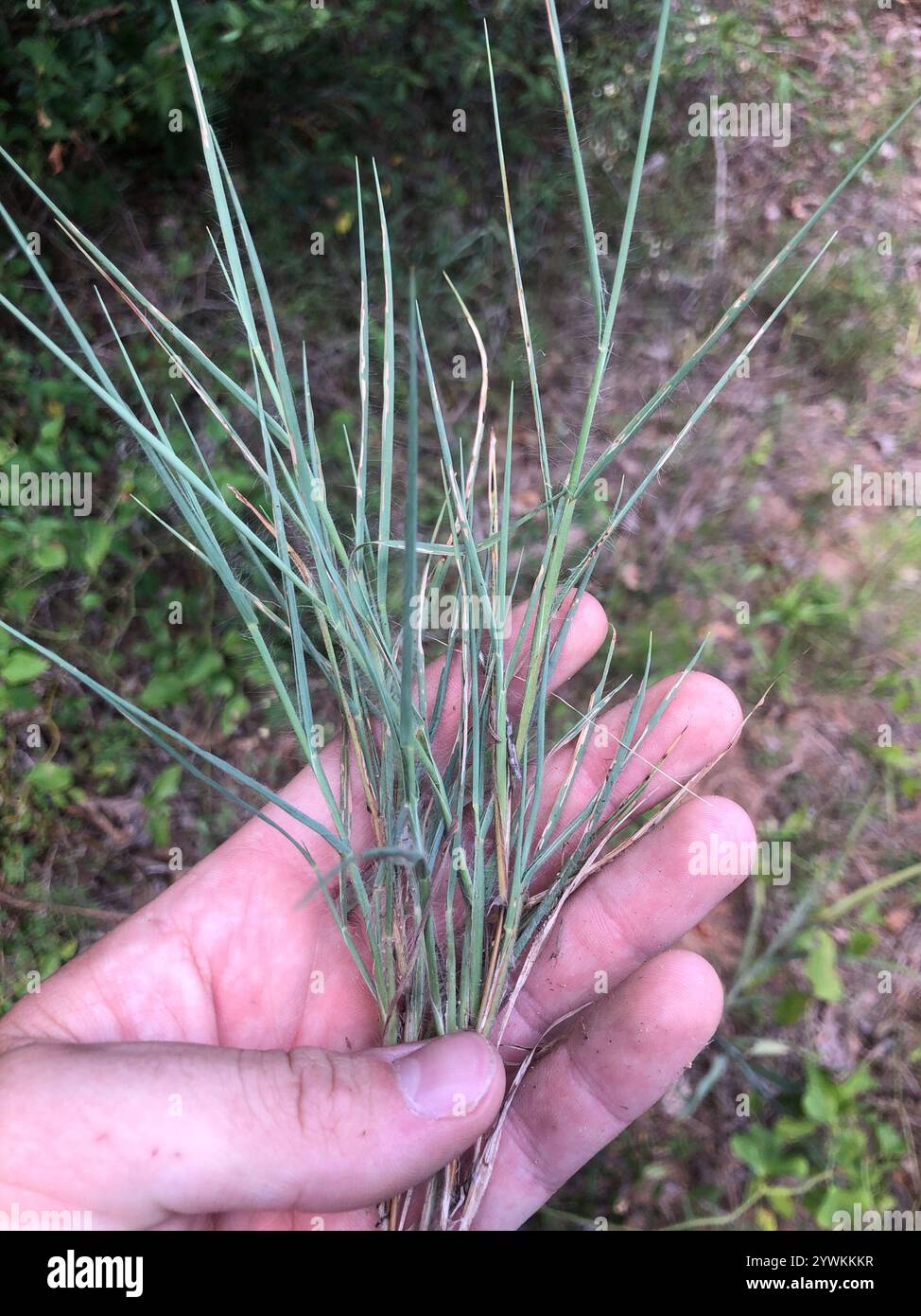 Fall Witchgrass (Digitaria cognata Stock Photo - Alamy