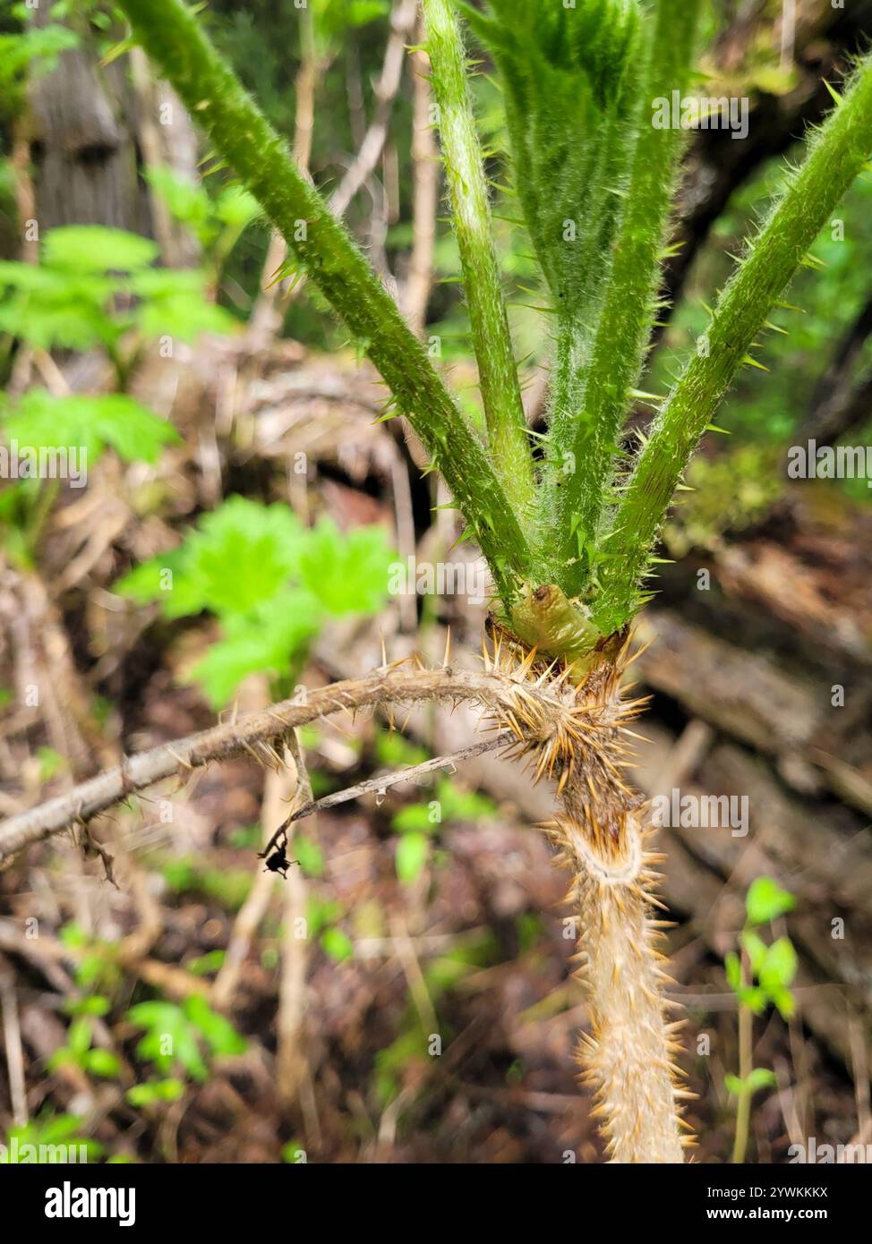 Devil's Club (Oplopanax horridus Stock Photo - Alamy