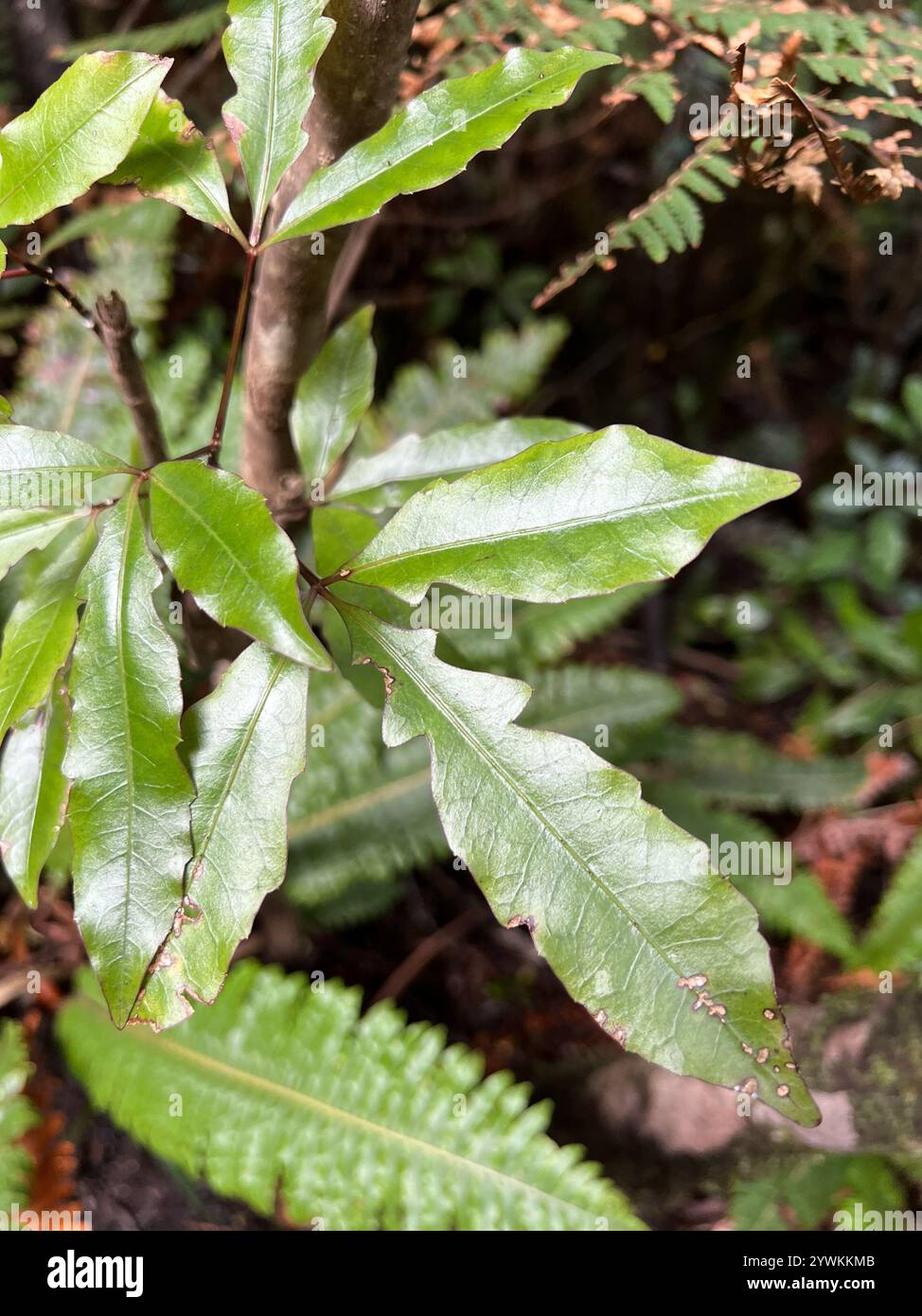 Raukawa (Raukaua edgerleyi Stock Photo - Alamy