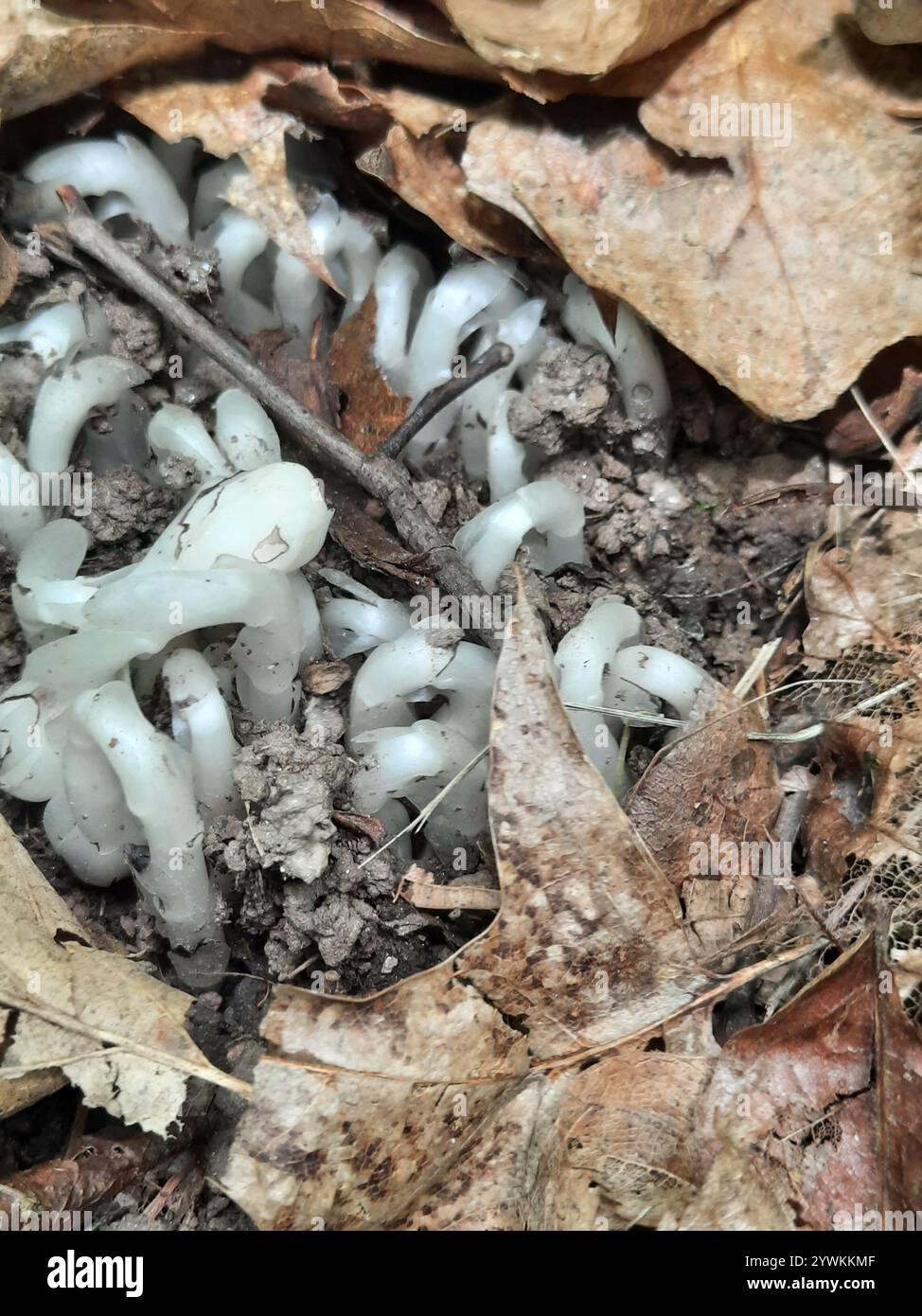 Ghost Pipe (Monotropa uniflora Stock Photo - Alamy