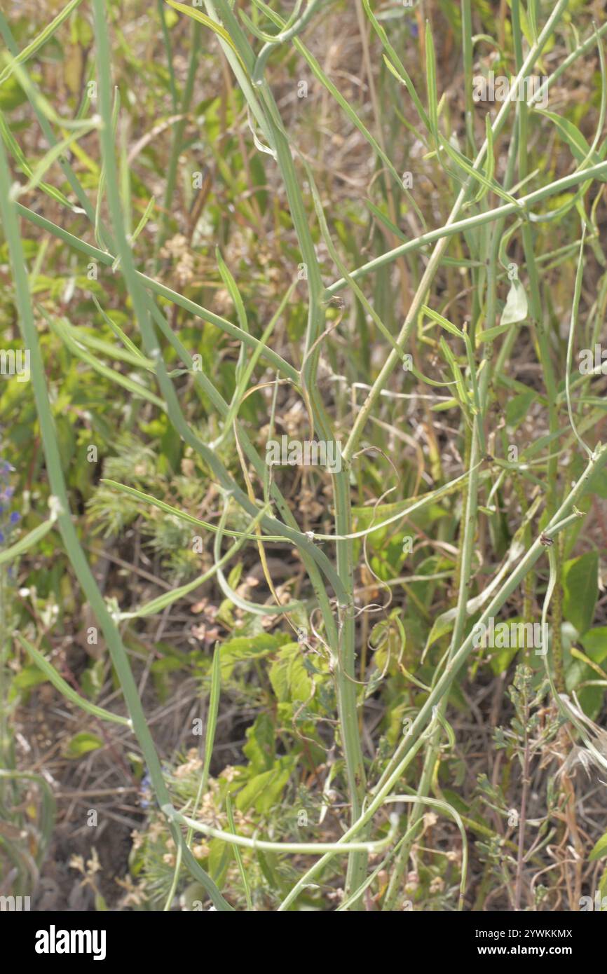 Rush Skeletonweed (Chondrilla juncea Stock Photo - Alamy