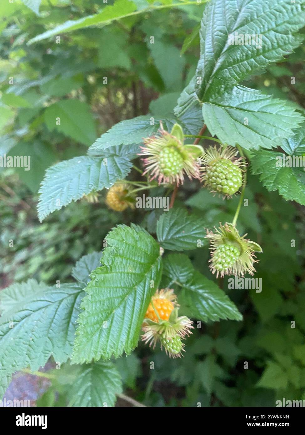 Salmonberry (Rubus spectabilis Stock Photo - Alamy