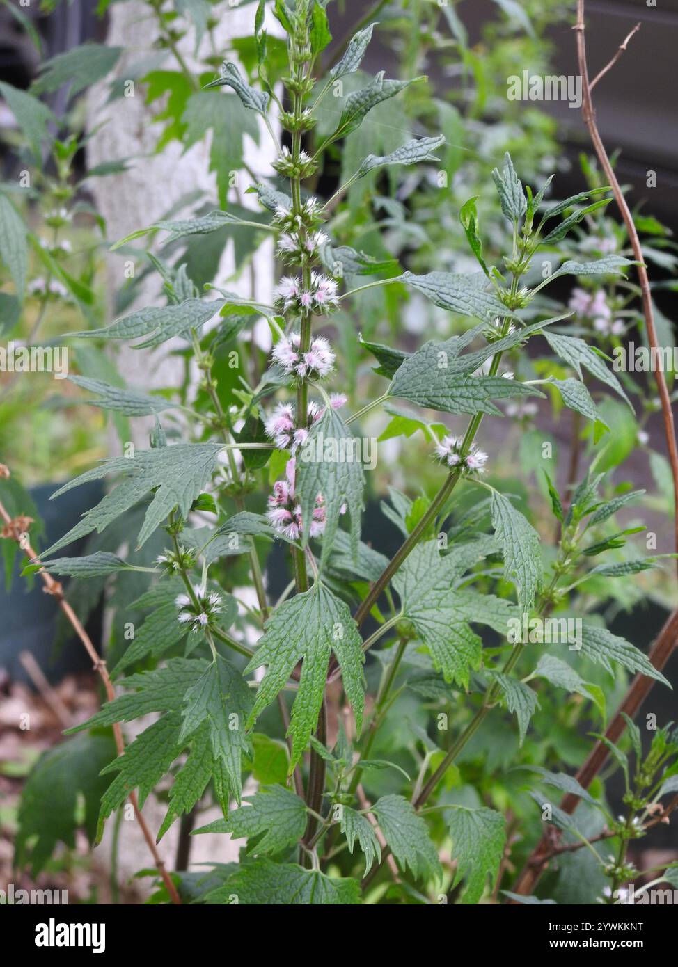 common motherwort (Leonurus cardiaca Stock Photo - Alamy